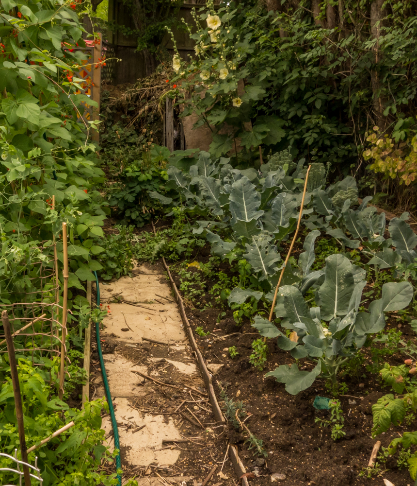 Ann Miles Blog: Vegetable Patch