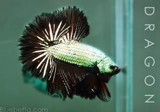 Terokai Kehidupan Ikan Laga: PERBEZAAN ANTARA IKAN LAGA JANTAN DAN BETINA