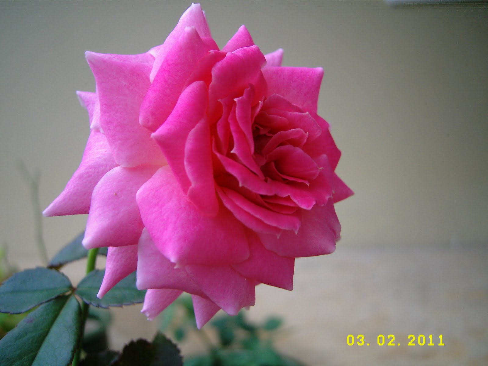 HiJaU TanGaN KemBhoJha: :: Bunga Rose