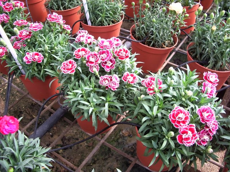 Fichas Botánicas: CLAVEL (Dianthus caryophyllus)