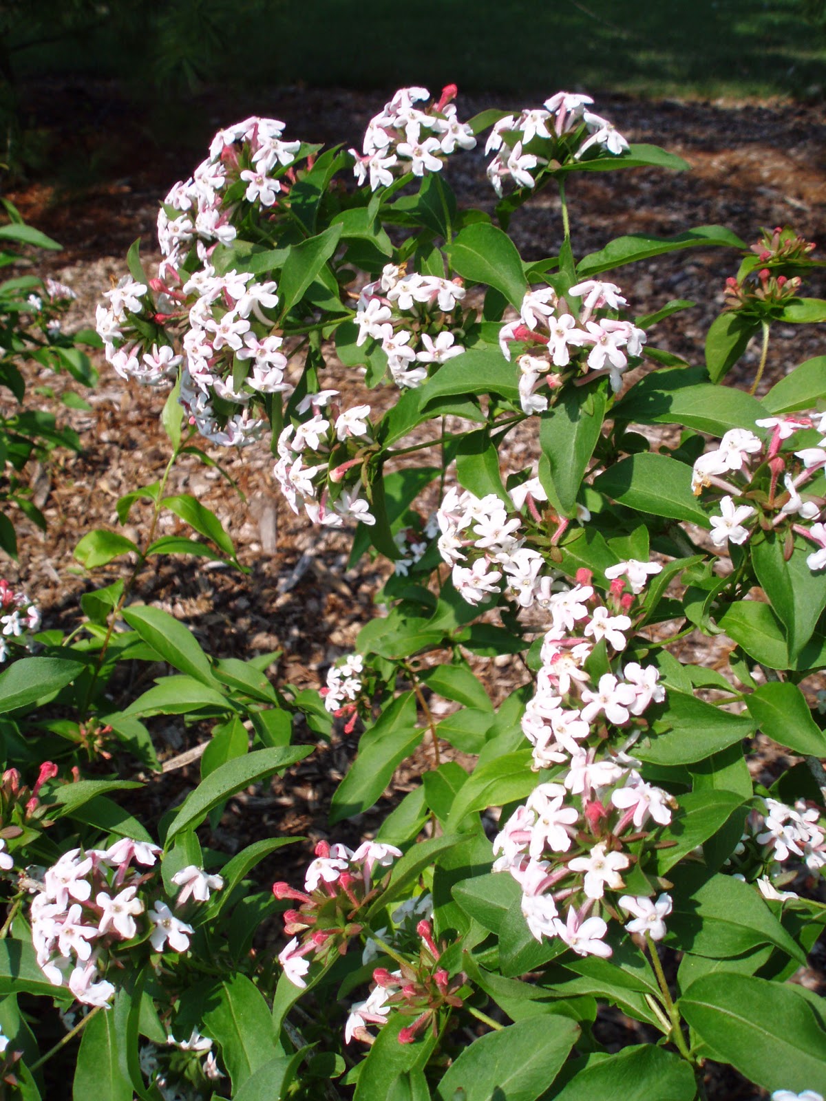 Rotary Botanical Gardens - Hort Blog: Fragrant Abelia for Scent!
