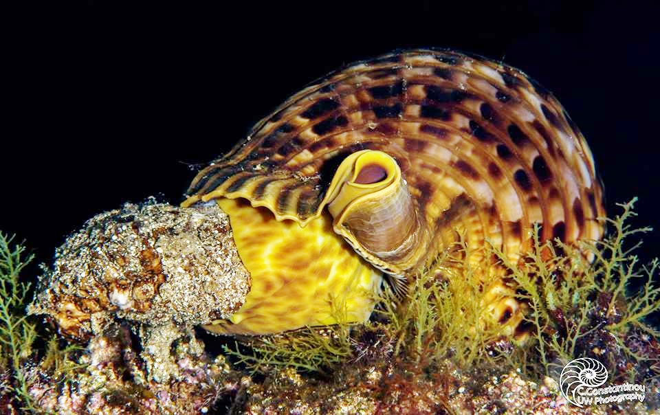 Biodiversity of Cyprus by NGO Protection of the Natural Heritage and ...