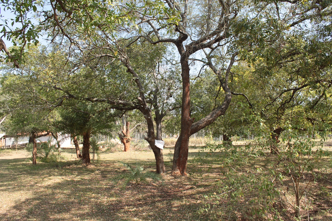 Maithreya India: Gunduthopu, Gomala and Kaval Lands of Karnataka