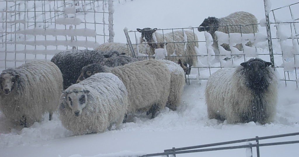 Carson Sierra Spinners and Weavers: February 2017 Minutes