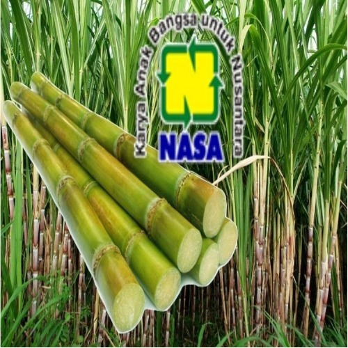 Teknis Budidaya Tanaman Tebu - NASAKU BISA