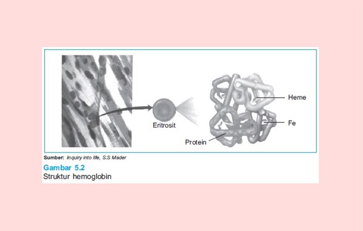 Eritrosit : Pengertian, Struktur, Fungsi, Proses Terbentuk - Asep Respati