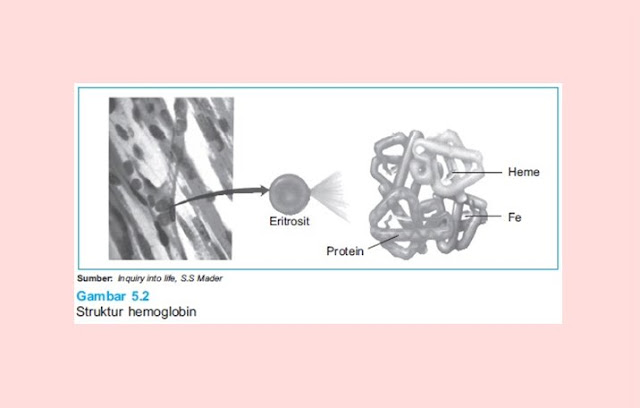 Eritrosit : Pengertian, Struktur, Fungsi, Proses Terbentuk - Asep Respati