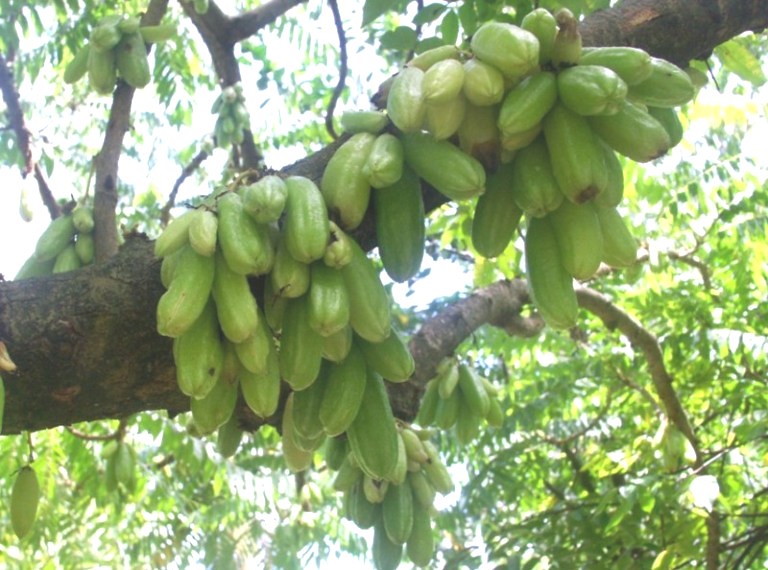 Ciri-Ciri Tanaman Belimbing Wuluh Manfaat dan Khasiatnya