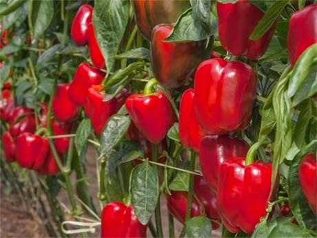 Apoyando los Cultivos Agroalimentarios: El Pimentón