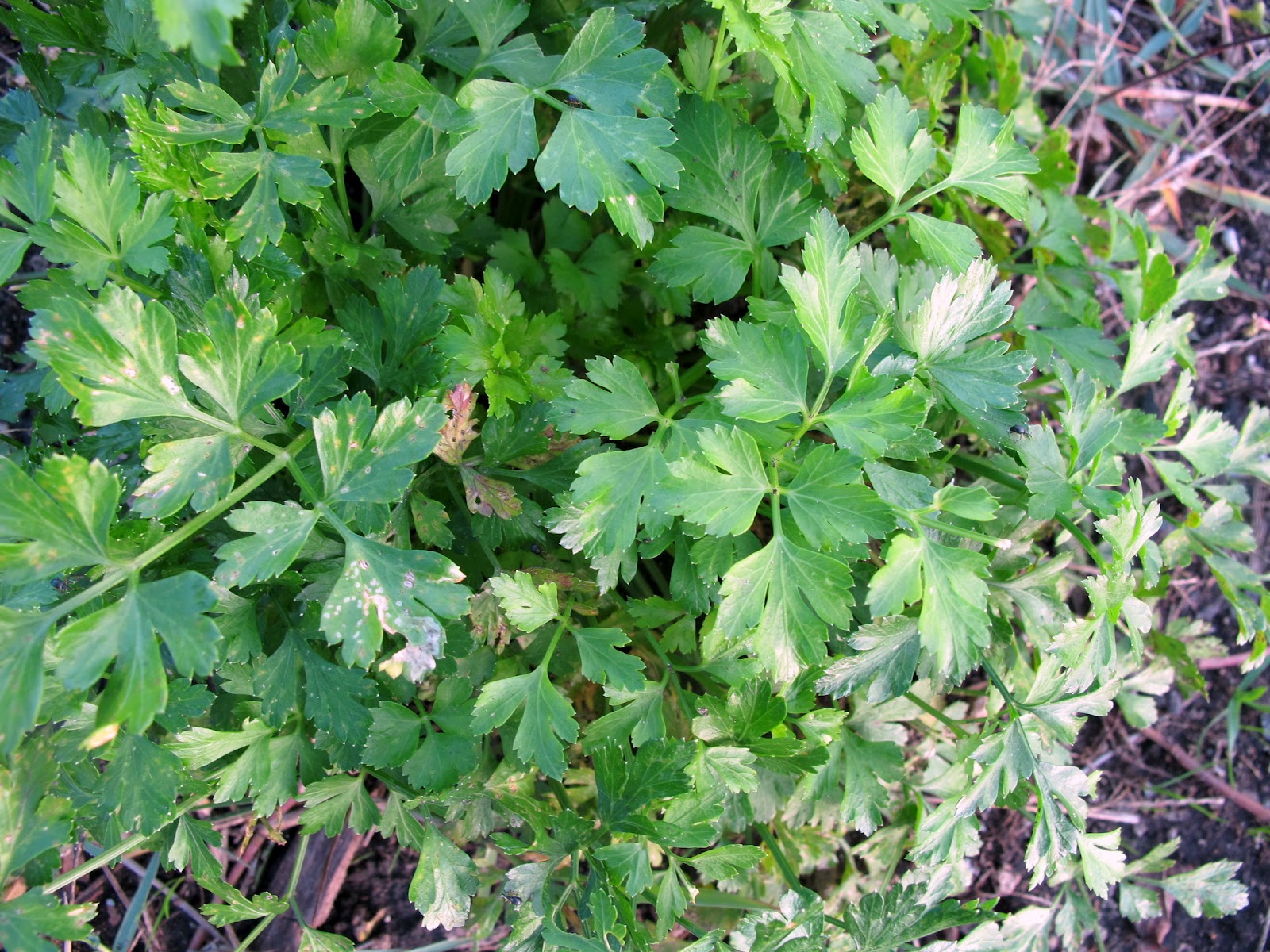 FLORA NEL SALENTO e.. anche altrove: Petroselinum sativum Hoffm ...