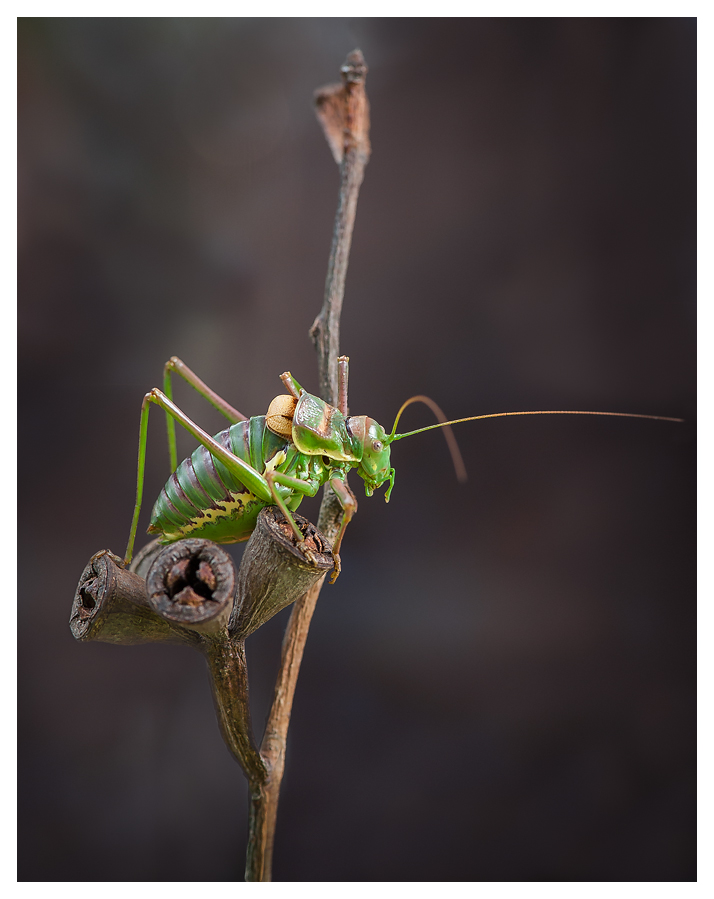 Paco Zaragoza: Grillo de matorral (hembra)