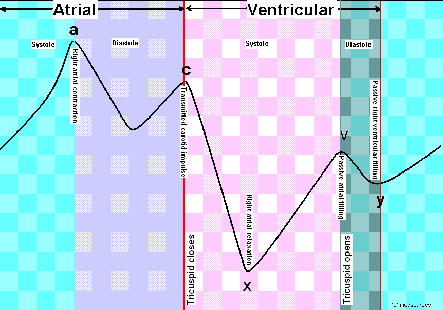 Jugular Venous Pulse, Pressure and abnormalities | All about Medical ...