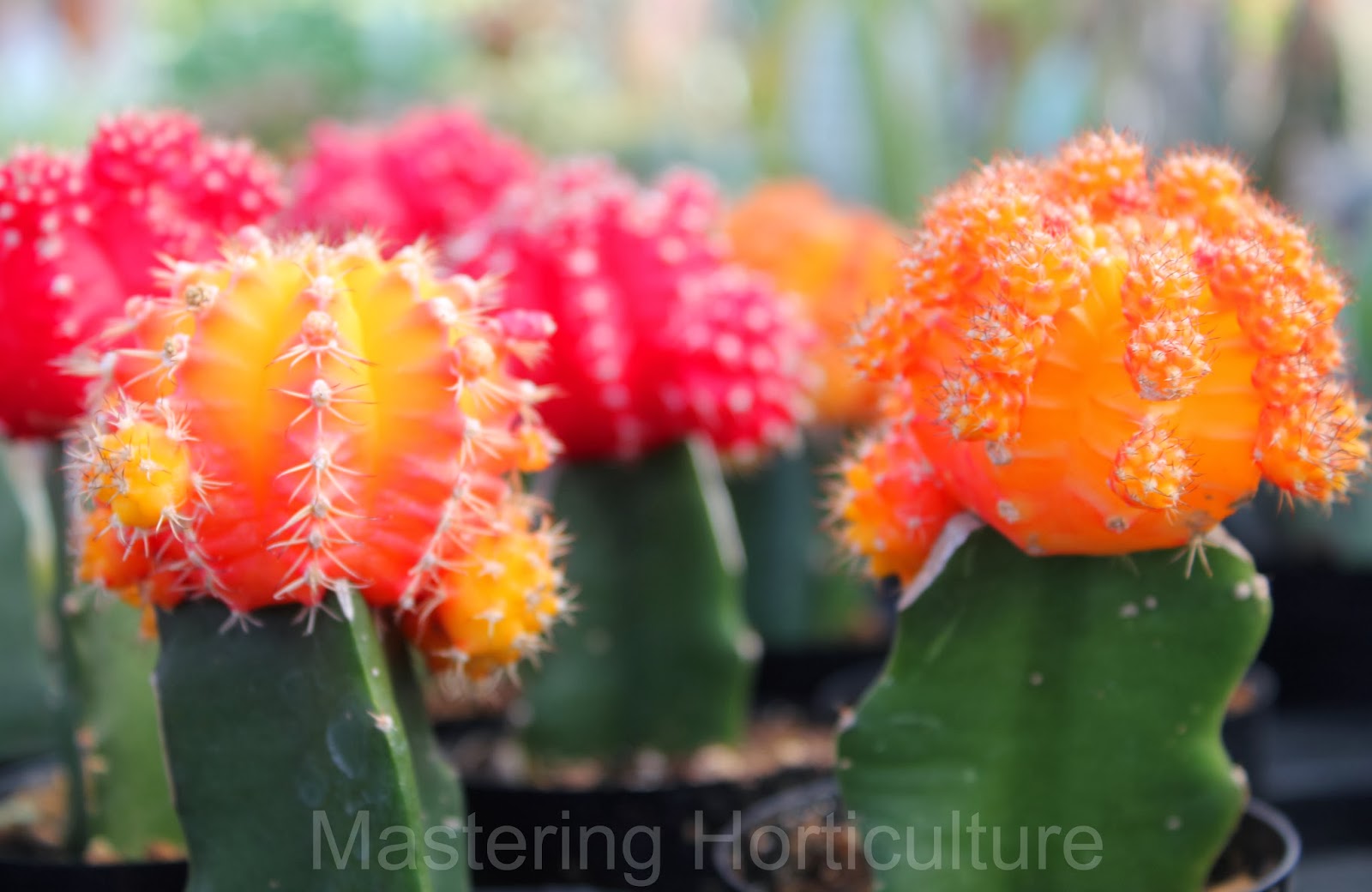 Mastering Horticulture: HortiCOOlture - The Mutant Cactus
