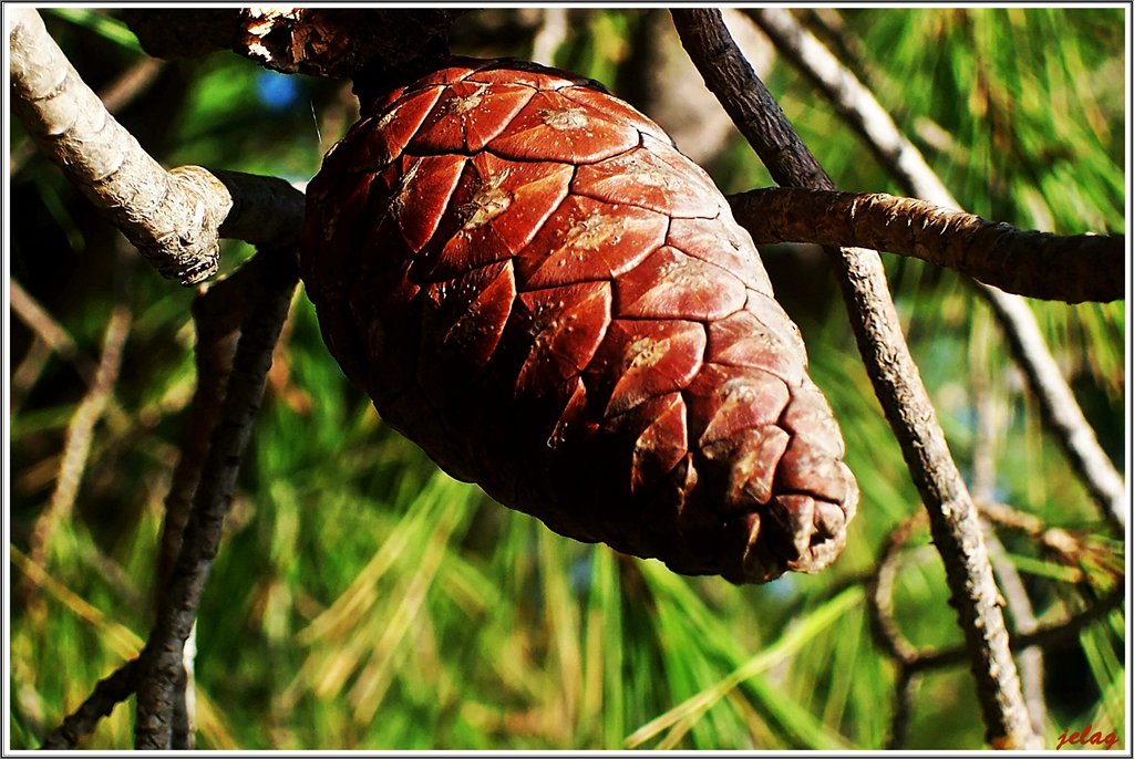 Ulični Muzičar: ŠIŠARKA