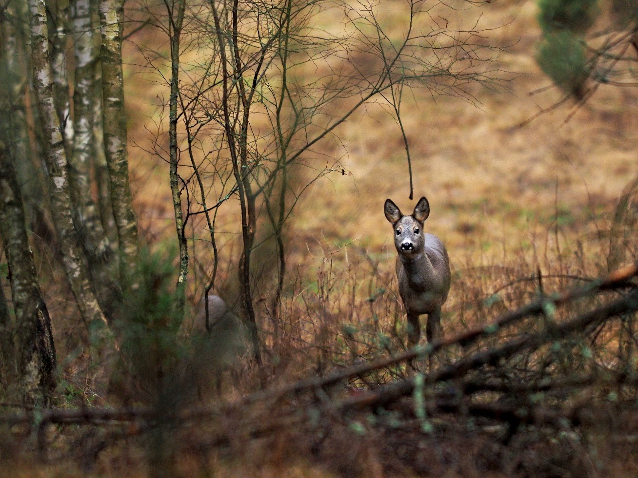 Leśne Opowieści : wichursko, dziwna sosna i sarno-lin!