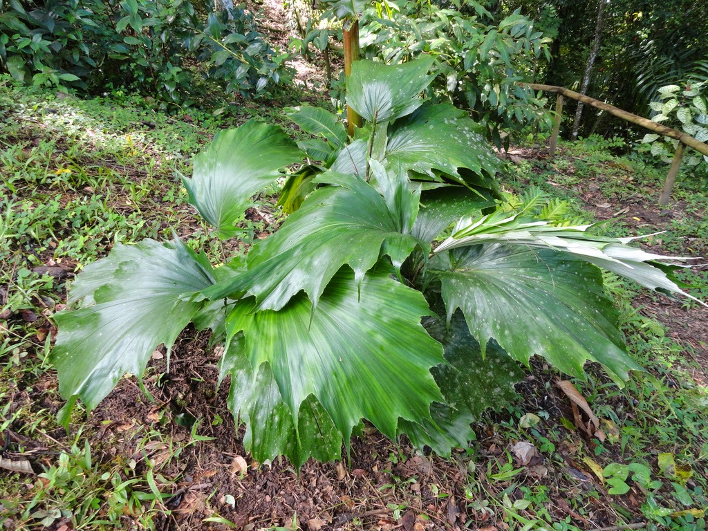 Palmeira Anã Seta Arenga hookeriana