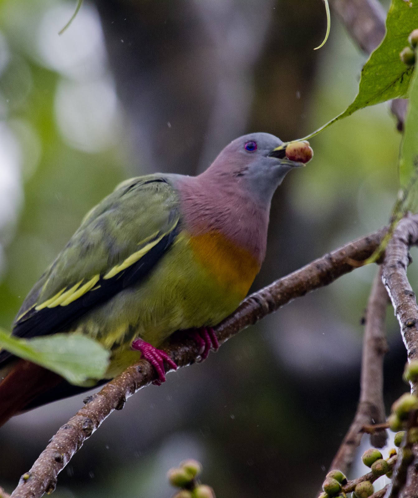 Sabbatical @ Happy Valley: Pinked-necked Green Pigeon