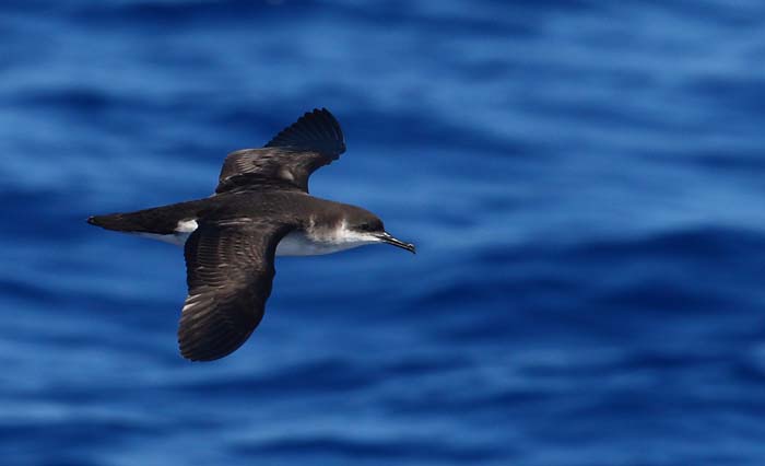 Canary Islands Birding News: Aves marinas en aguas al norte de ...