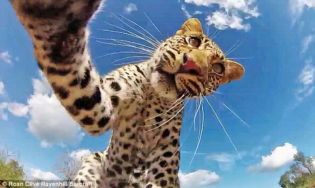 White Wolf : 10-month-old leopard cub fascinated by GoPro camera (Video)