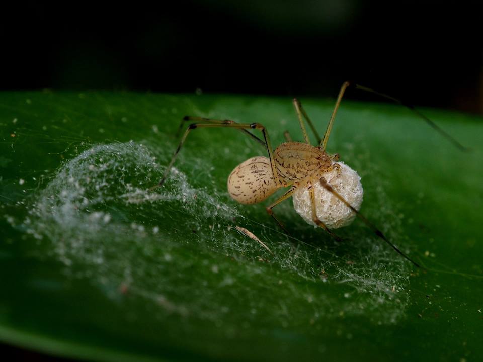 Pure Oxygen Generators: Nature Finds Again