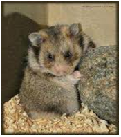 Uswaaa: Jenis Hamster Genus Mesocricetus