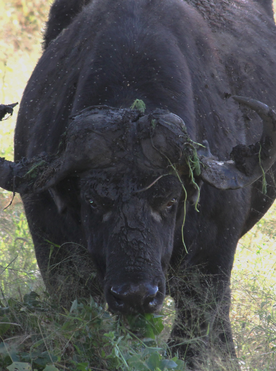 travelswithkathleen: Buffalo Death Glare