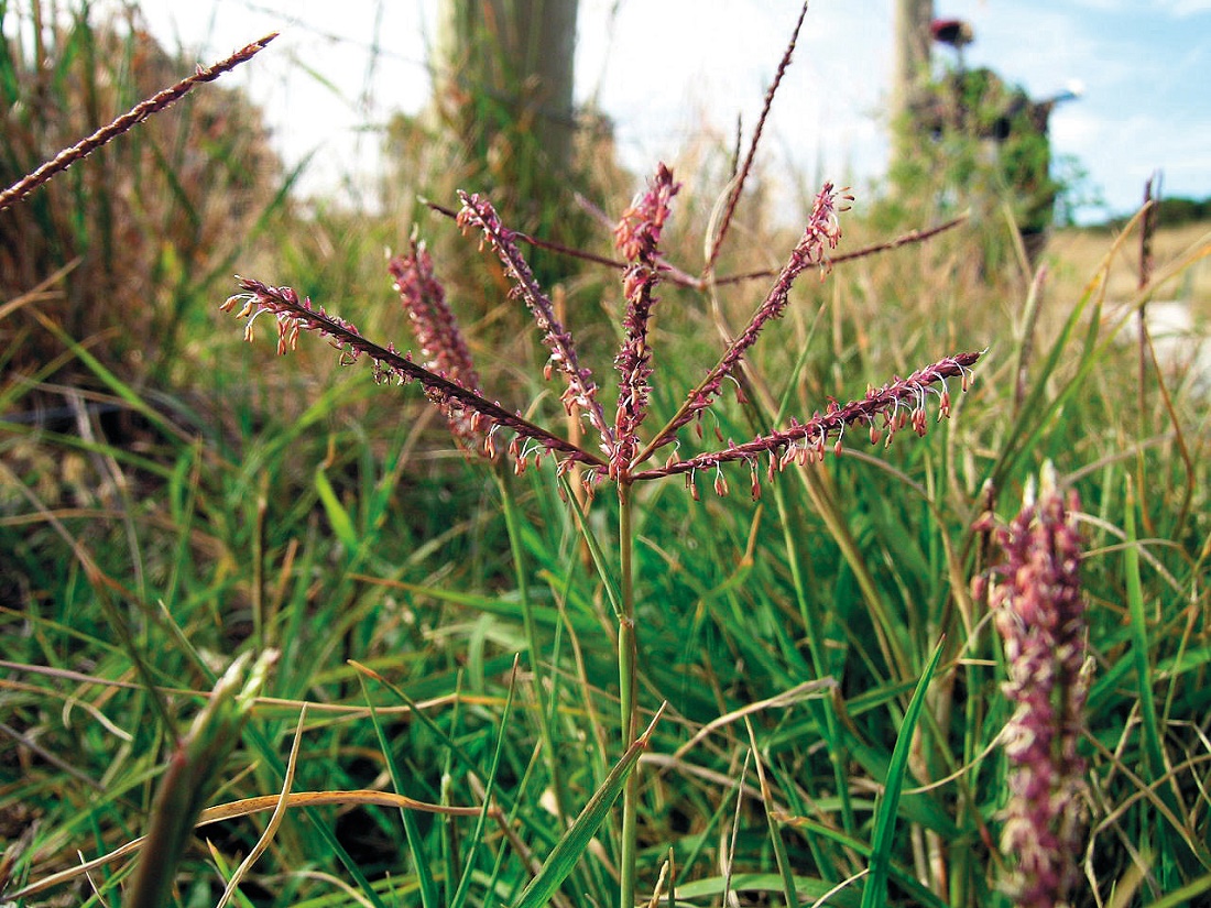 CURARSI CON LA GRAMIGNA (Cynodon dactylon) - Blog di pociopocio