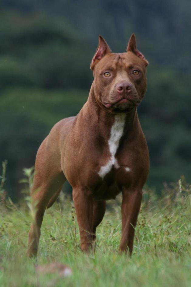 Hermosos perros pitbull - Imagui