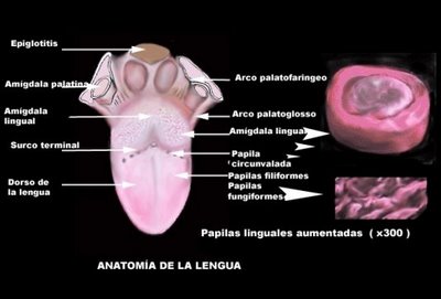 DIBUJOS DE LA LENGUA Y SUS PARTES