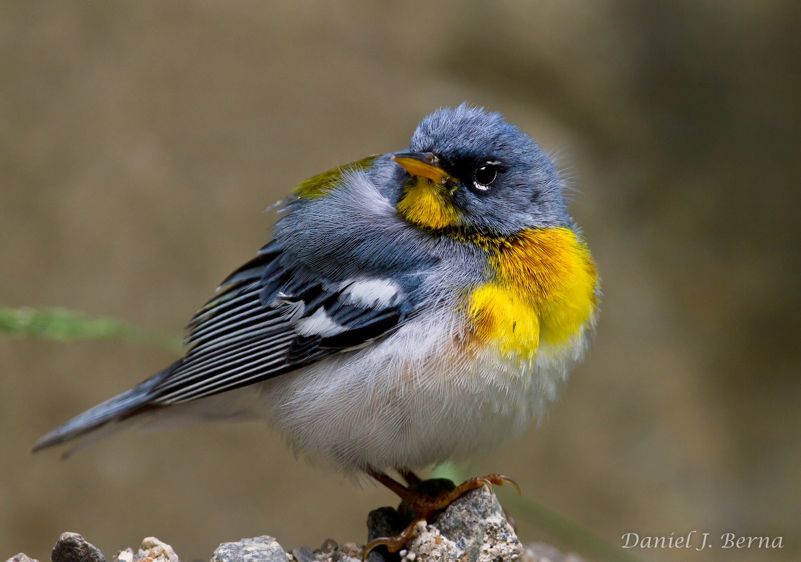 Daniel Berna Photography: Northern Parula