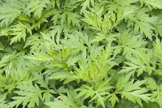 Health Benefits of Hilbas