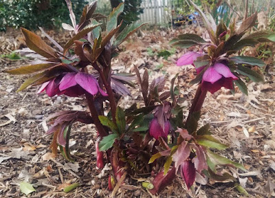 Future Plants by Randy Stewart: Helleborus