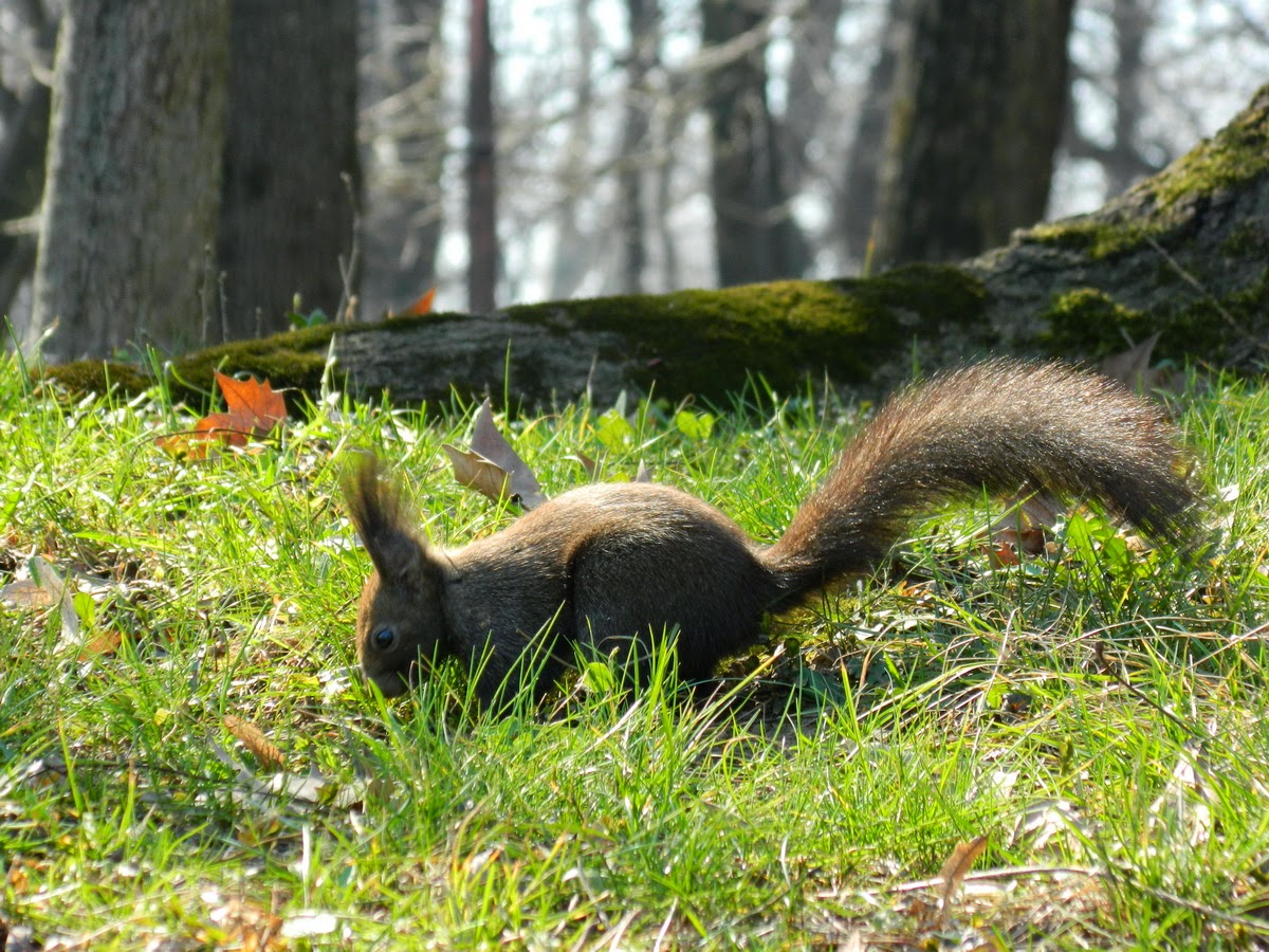 LA MULTI ANI, ROMANIA!: Veverite