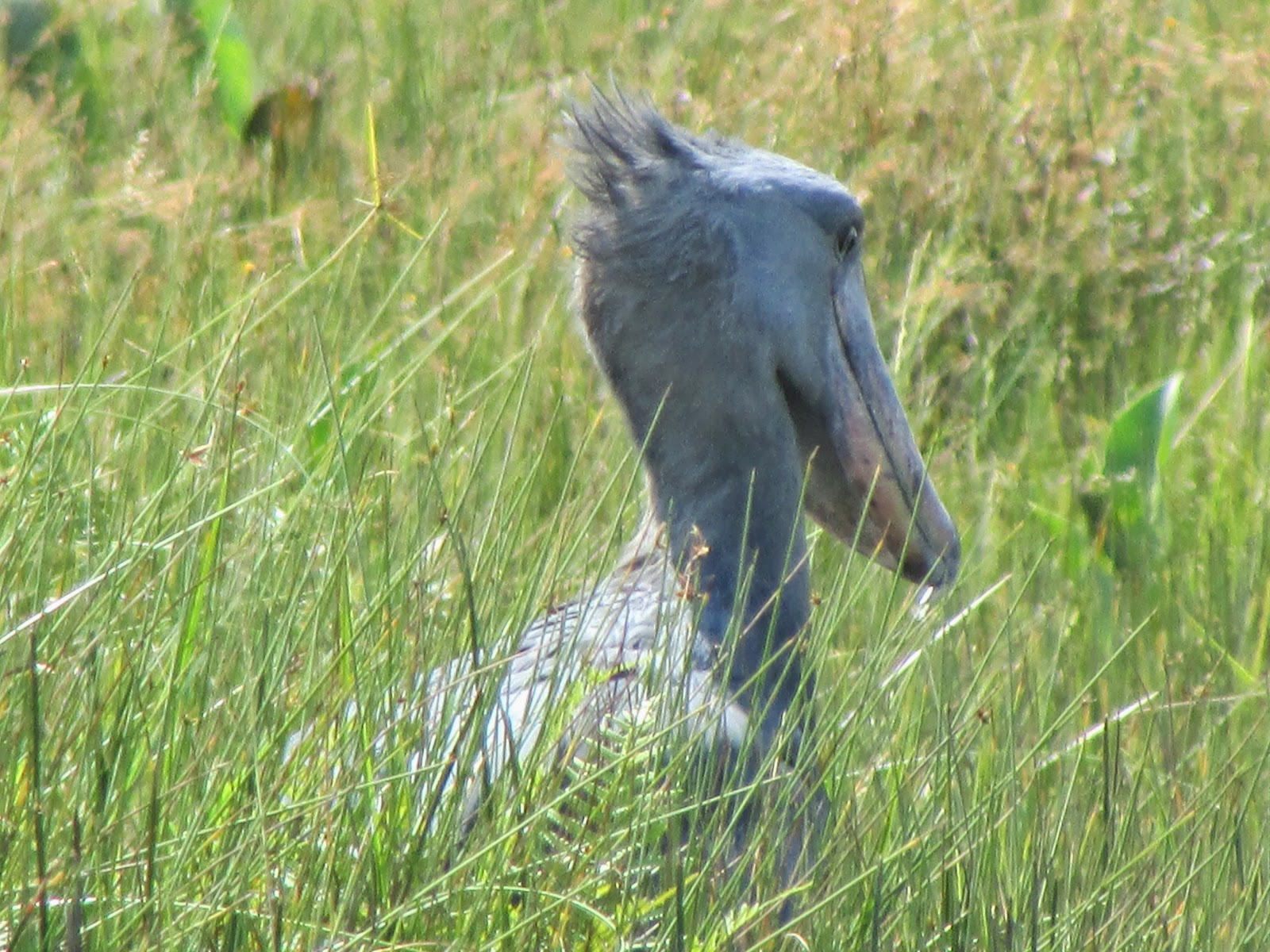 Beauty in small things: The Endangered Shoebill Stork. This ancient ...
