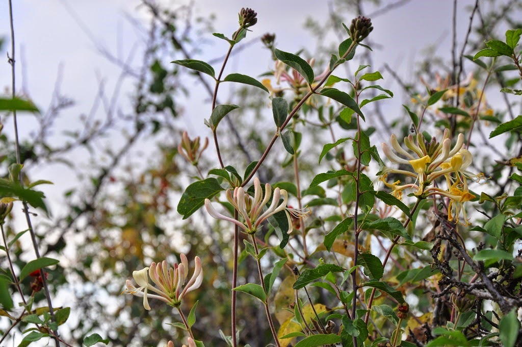 San Rafael con otra mirada |Flora|