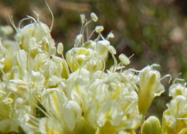 Nature Abhors a Garden: Antelope Sage