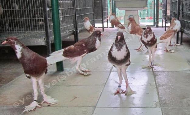 Pigeons And Parrots: مئی 2014