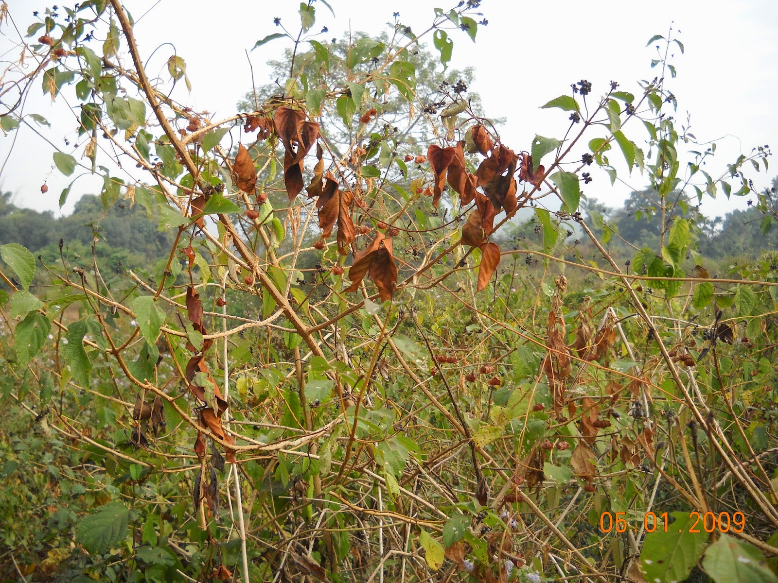 SIMILIPAL BIOSPHERE RESERVE, SANJEET KUMAR, PRAKASH KUMAR TRIPATHY ...