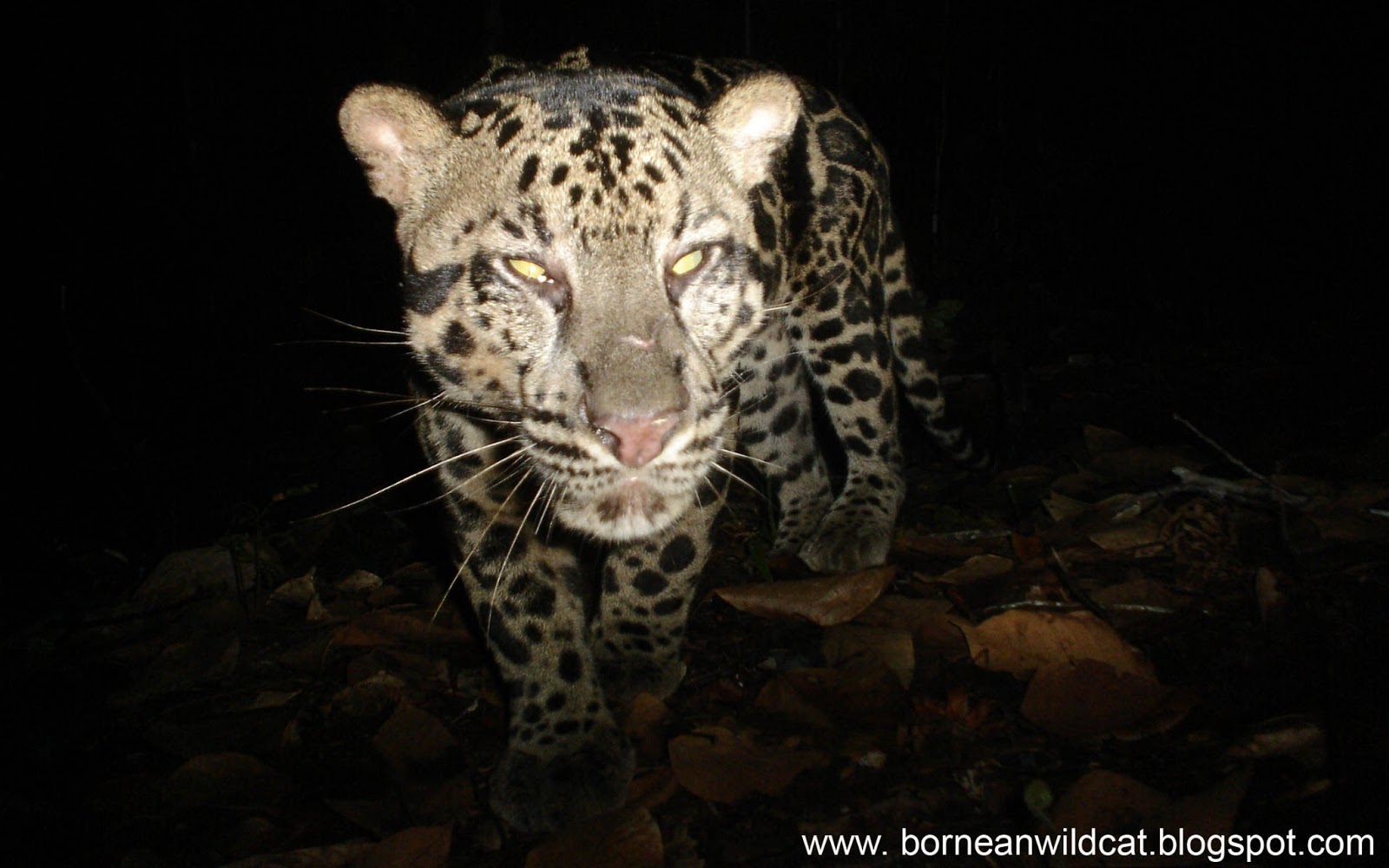 Bornean Clouded Leopard Programme