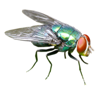 Familia Canina: NUCHES EN MI PERRO . Parásitos externos