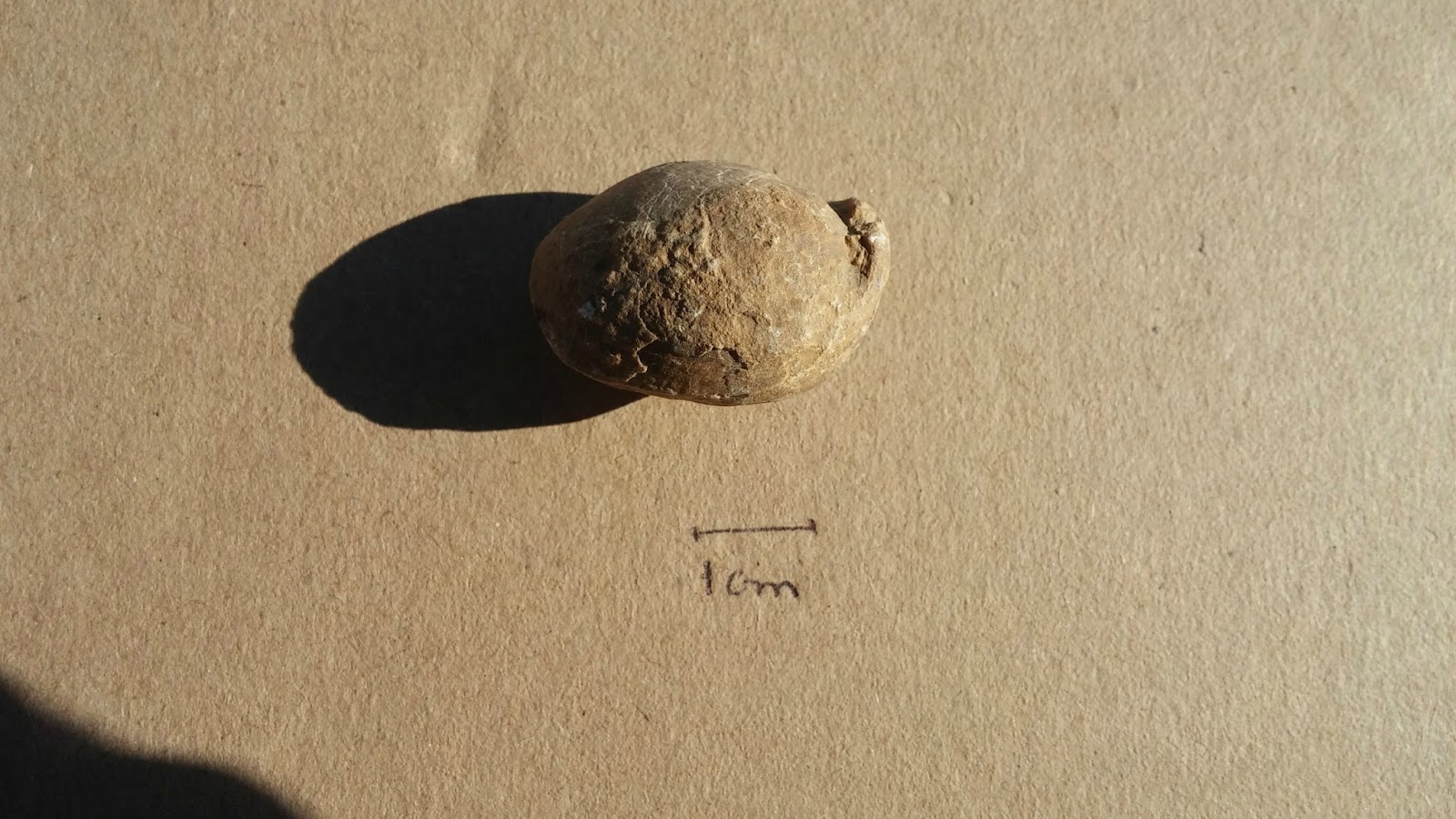 Diário de um ProtoGeólogo : Um fóssil de Brachiopoda