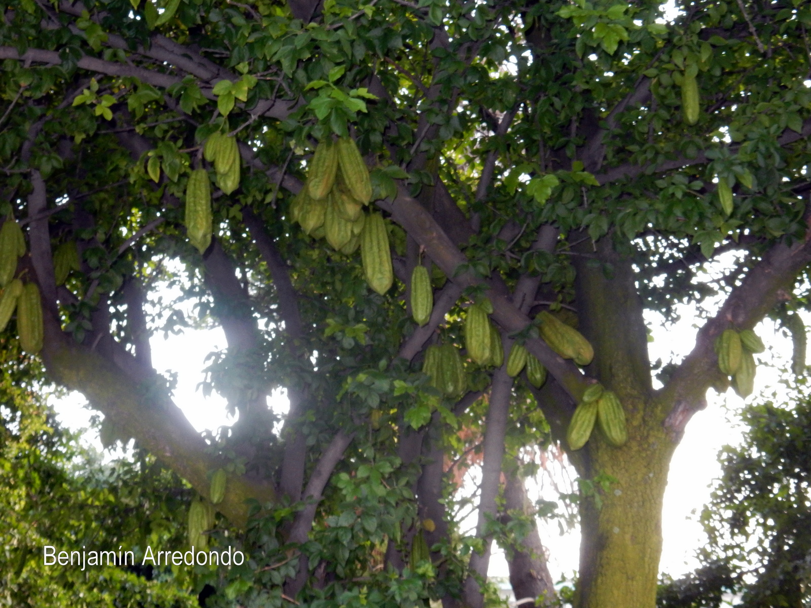 El Bable: El Chote y sus bondades