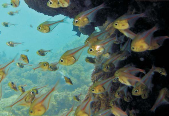 Fish Index: Glassy Sweeper (Pempheris schomburgki)