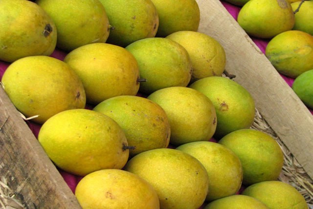 8 Types of Mangoes which you must try in Summer Season! | Konkankatta.in