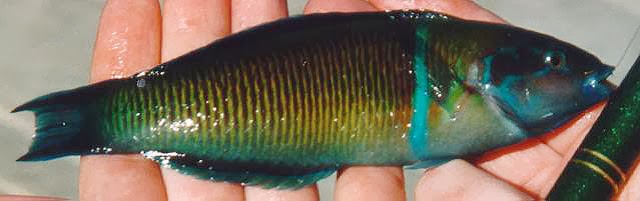 Artes de Pesca: VAMOS A PESCAR VERDE