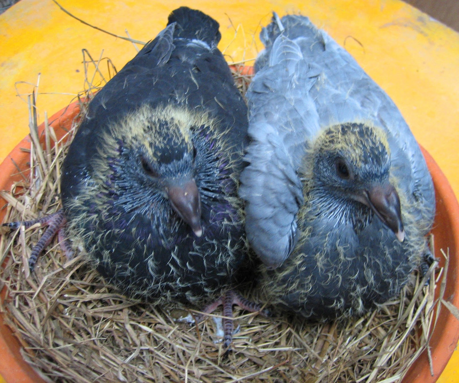 PALOMAS MENSAJERAS CÉSAR GONZÁLEZ: LA EDUCACIÓN DE LOS PICHONES