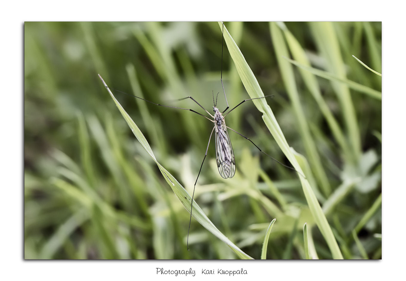 FotoSky - Kuva päivässä 2012: toukokuuta 2012