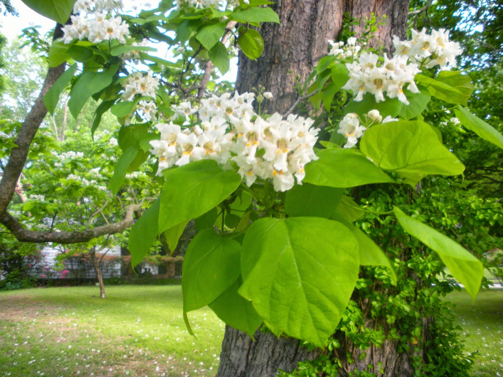 Memphis Trees: Eye catching trees