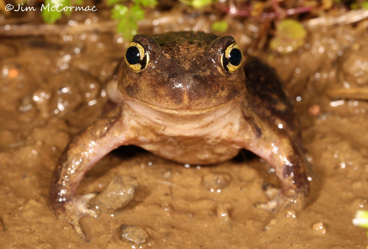 Ohio Birds and Biodiversity: Eastern Spadefoot Toad - finally!
