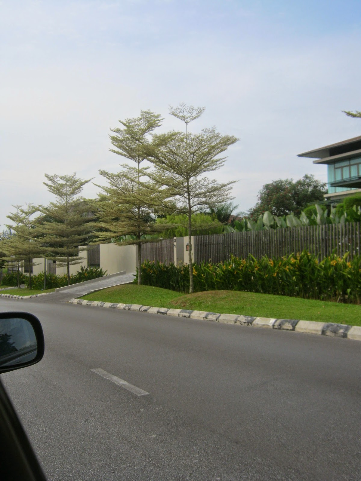 my walk with food and beautiful plants and flowers: White Bucida tree